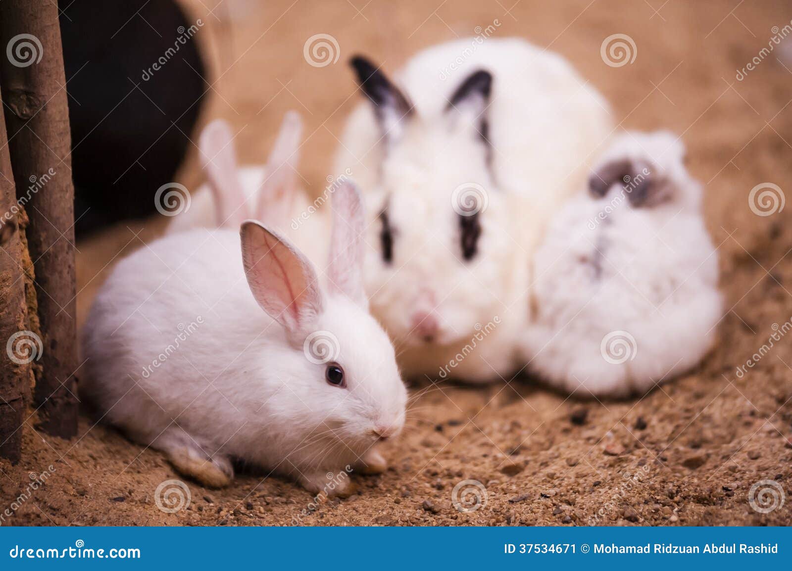 Rabbit family stock image. Image of looking, spots, safari - 37534671