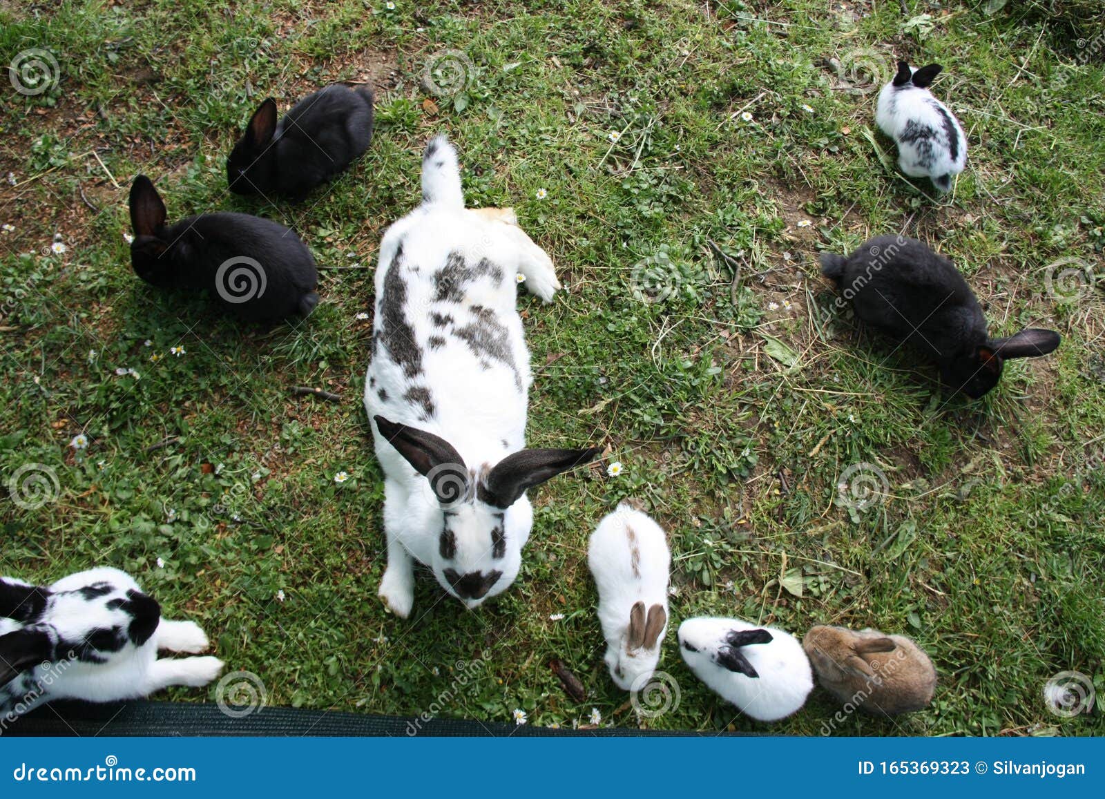 A rabbit family on a grass stock image. Image of meat - 165369323