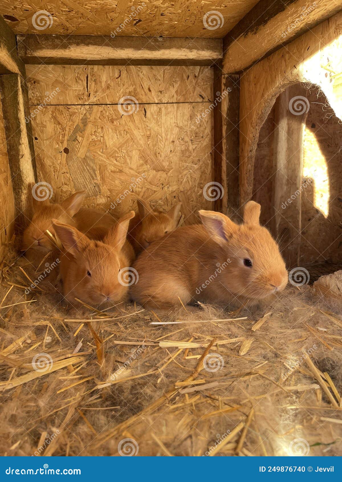 Rabbit family stock photo. Image of river, hill, wetland - 249876740
