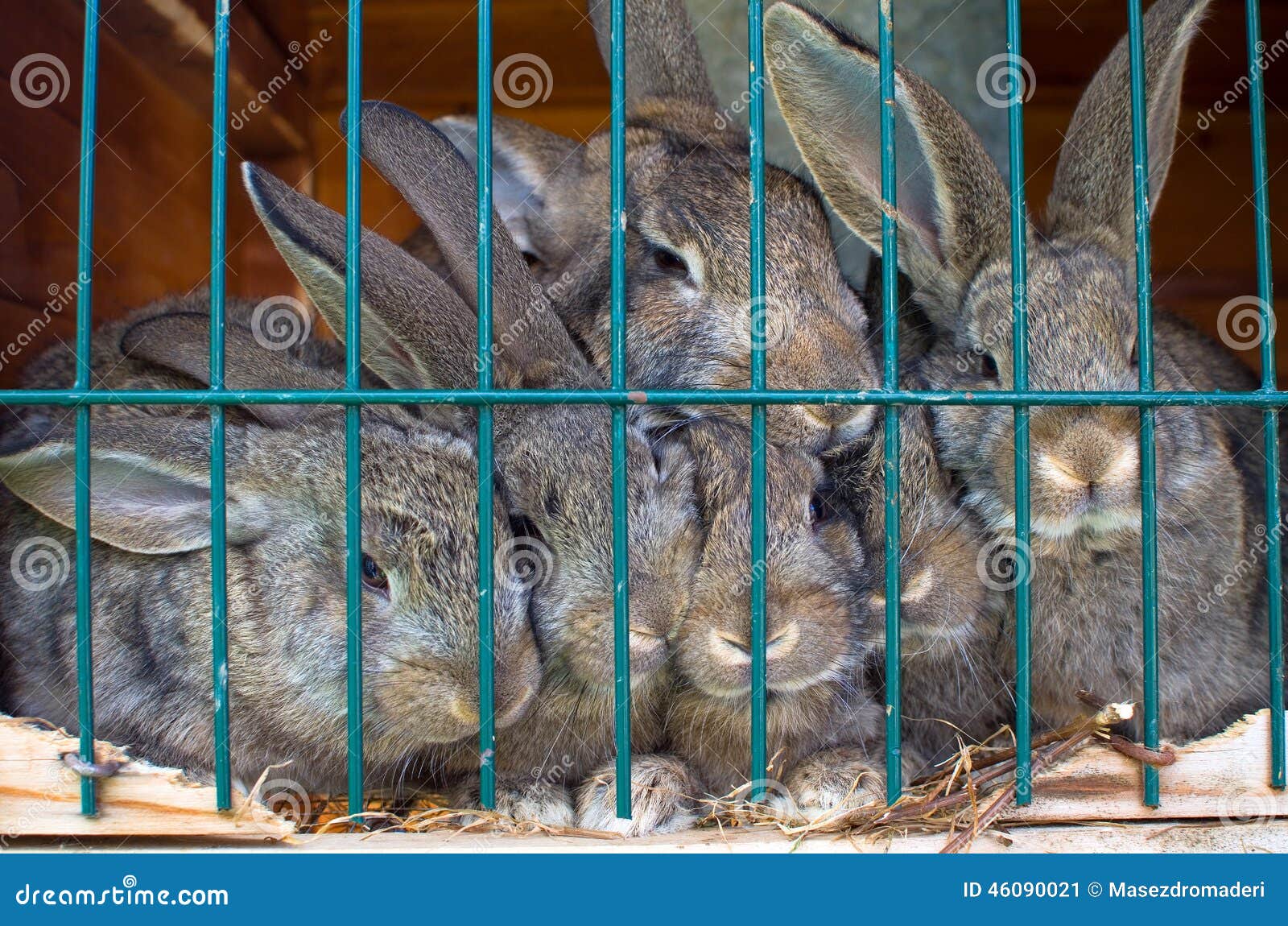 Rabbit family stock image. Image of adorable, long, farm - 46090021