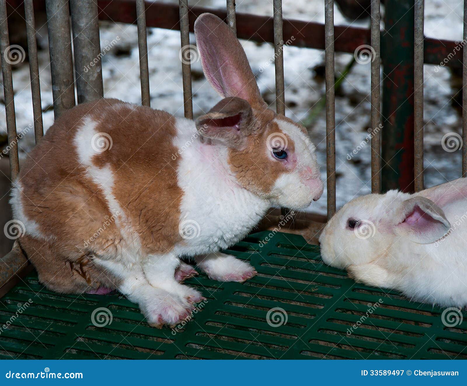 Rabbit family stock image. Image of white, pretty, furry - 33589497