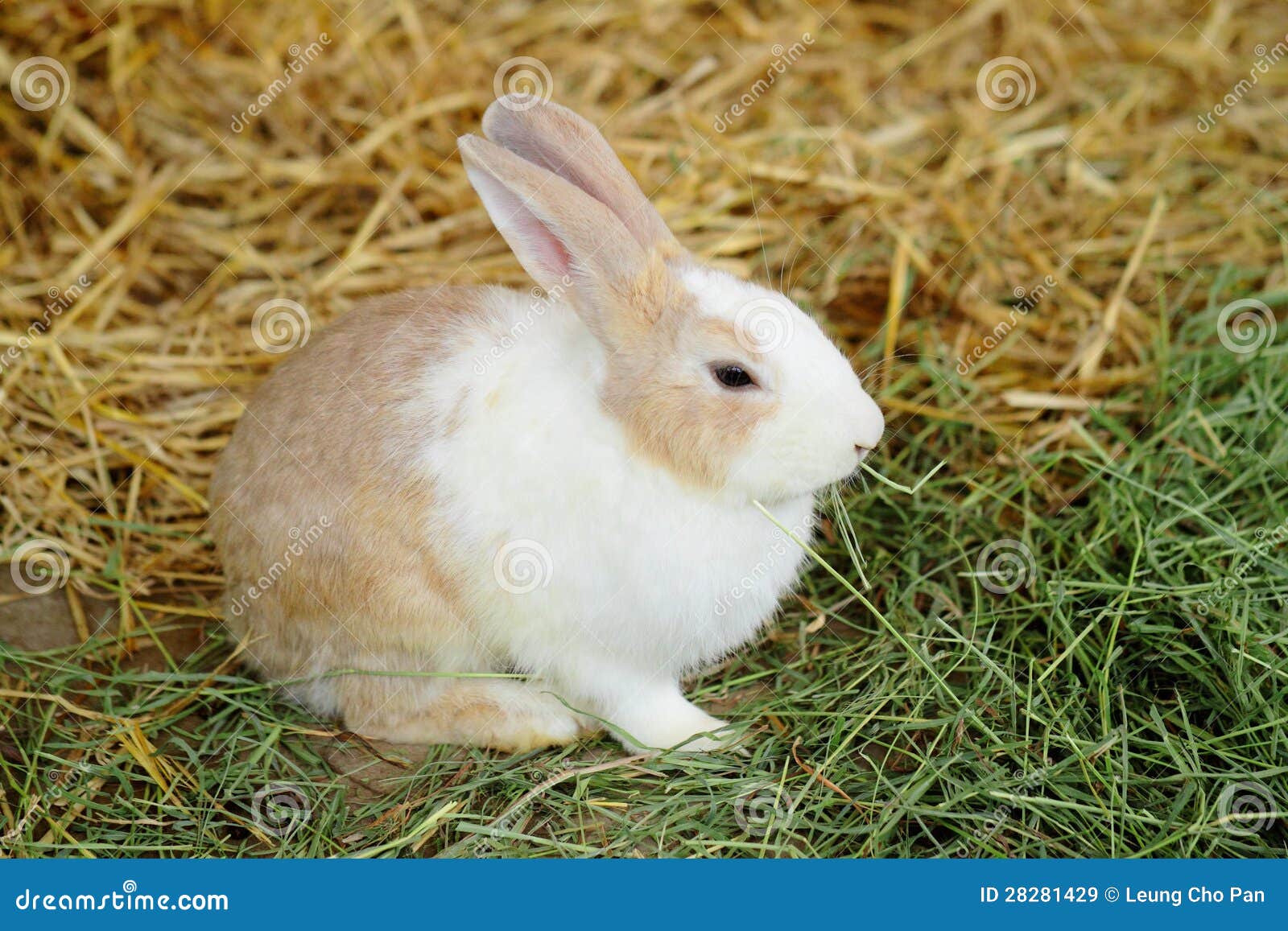 Rabbit in farm stock image. Image of nature, little, holiday - 28281429