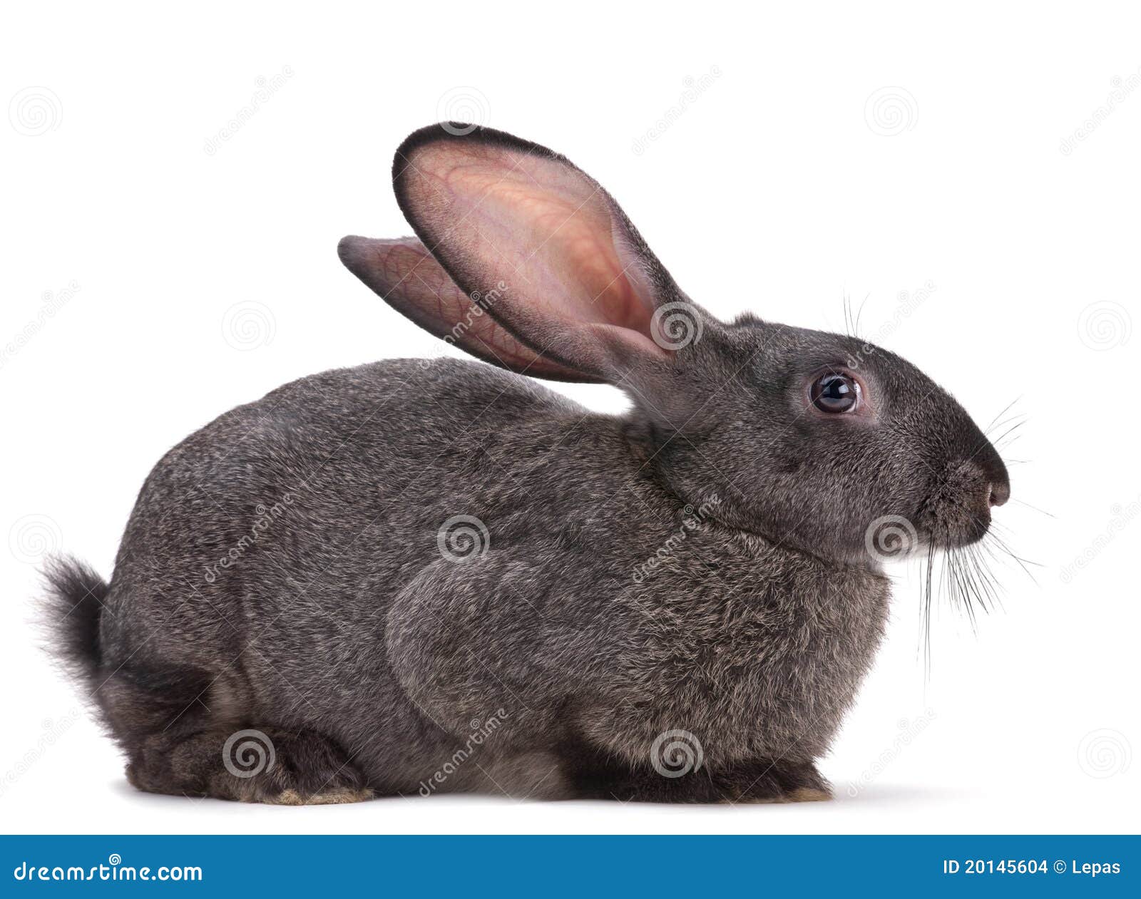 Rabbit farm animal stock photo. Image of domestic, white - 20145604