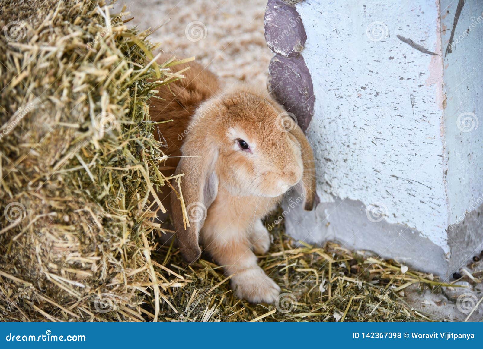 Rabbit farm stock photo. Image of beautiful, brown, breeding - 142367098
