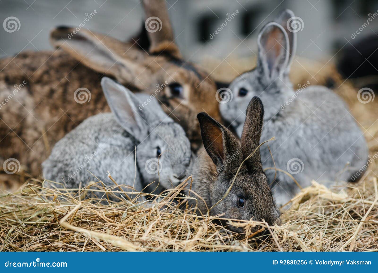 Rabbit in Farm Cage or Hutch. Breeding Rabbits Concept Stock Photo ...