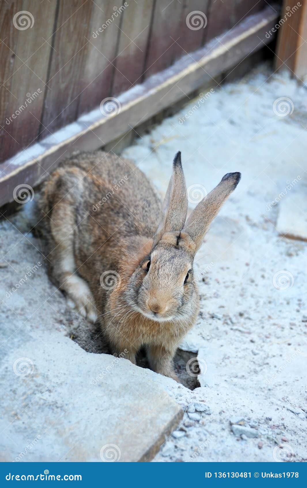 Rabbit in farm corral stock image. Image of corral, furry - 136130481