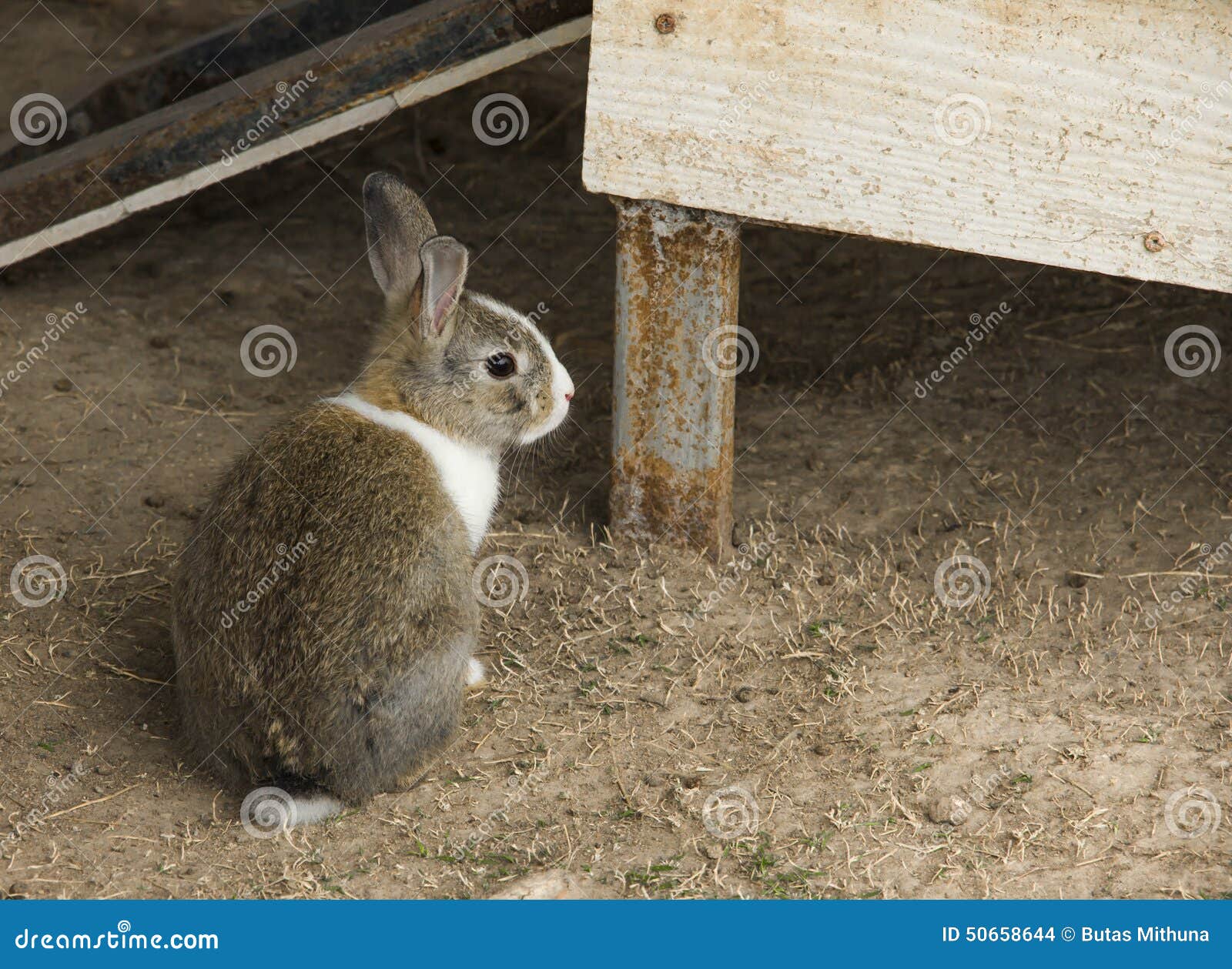 Rabbit in a farm stock photo. Image of wild, cute, rabbit - 50658644