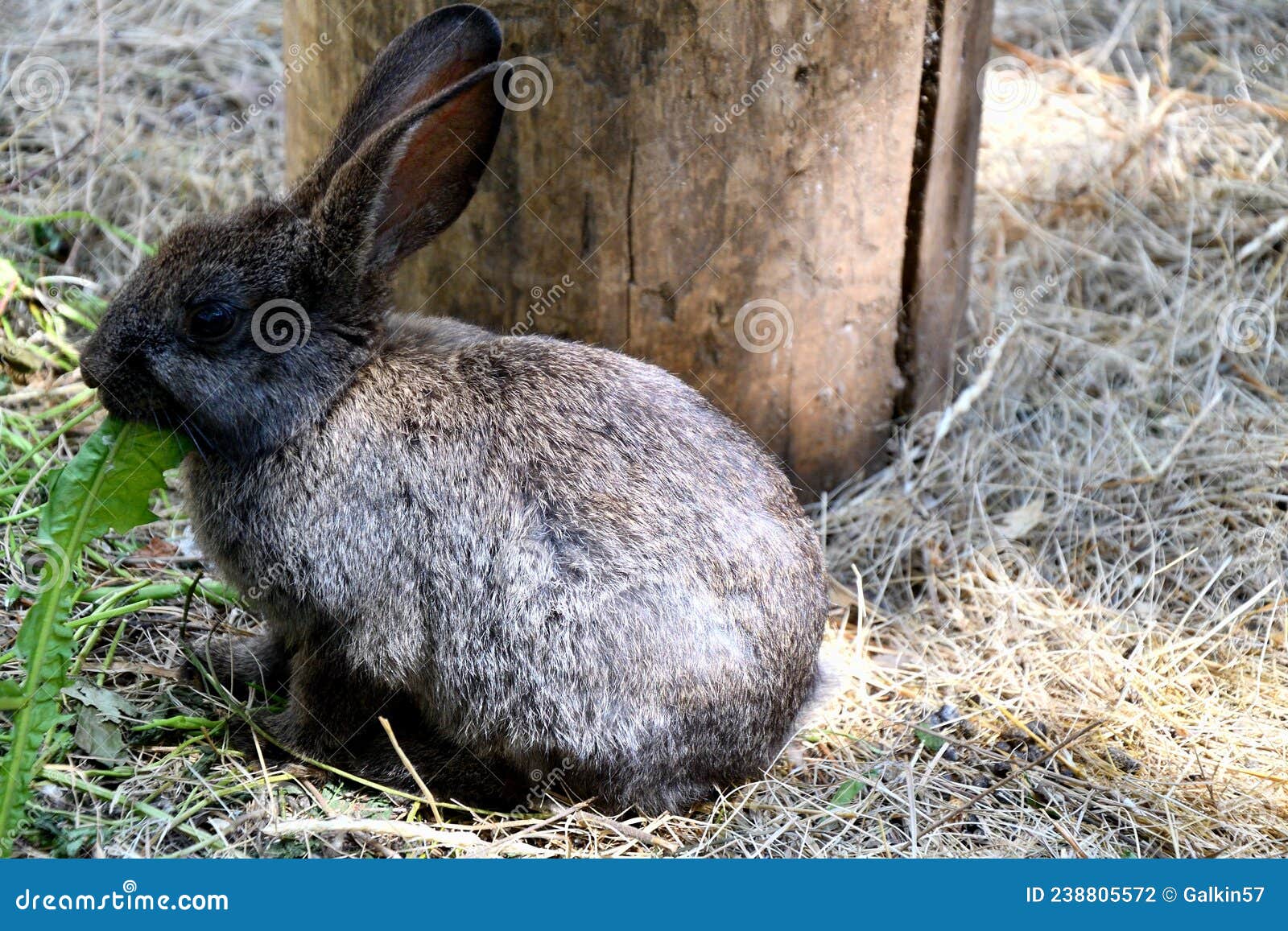 Rabbit on the farm stock photo. Image of furry, animal - 238805572
