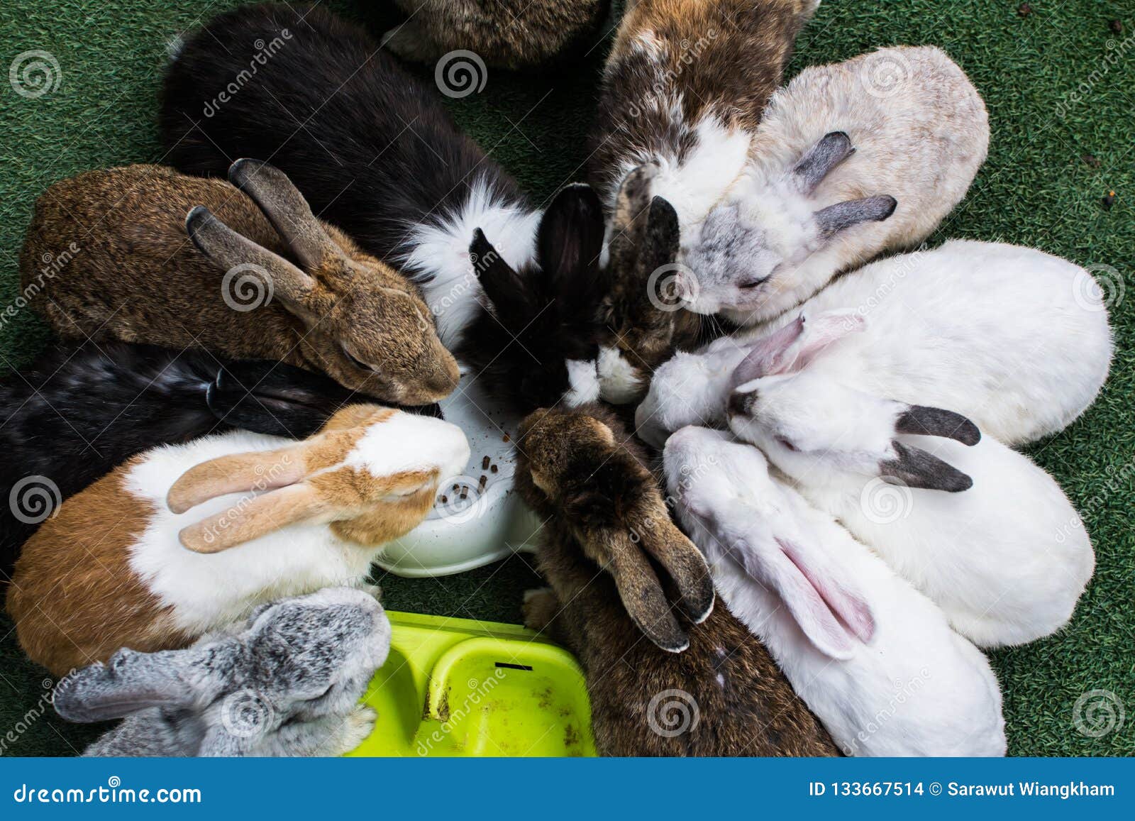 Rabbit in farm stock photo. Image of brown, small, background - 133667514