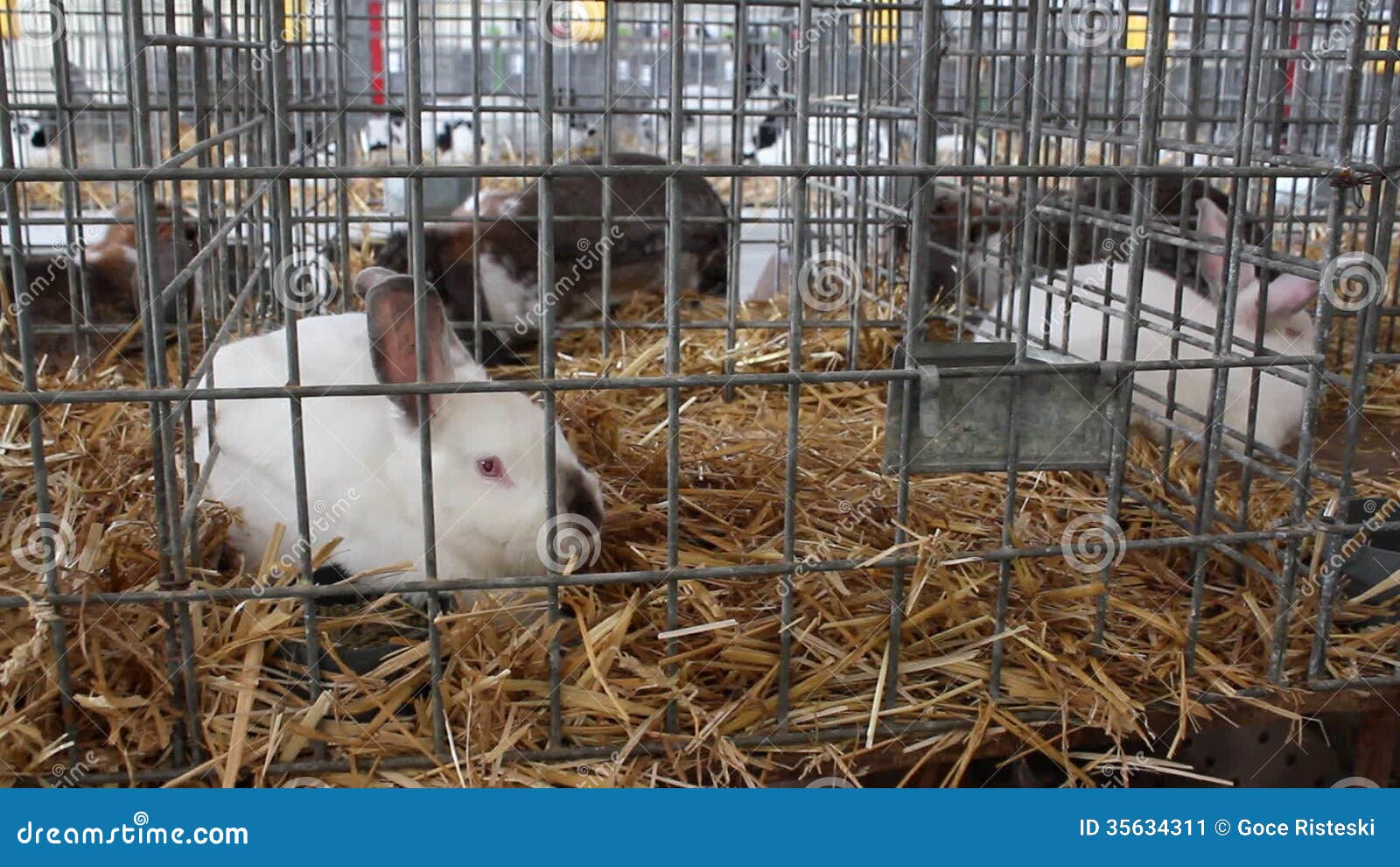 Rabbit farm stock video footage. Video of cage, 1080p - 35634311