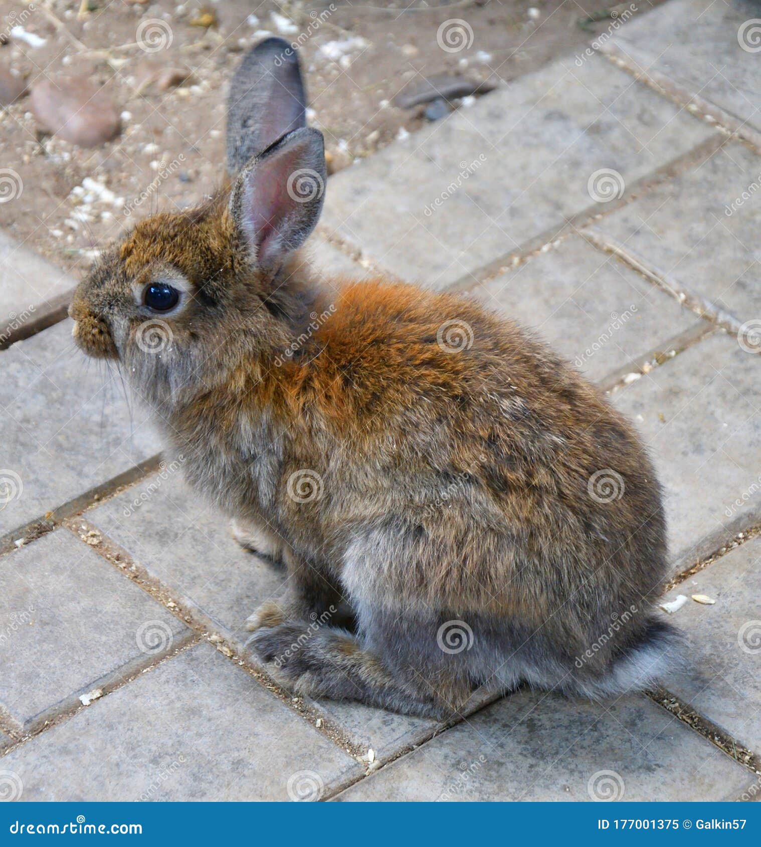 Rabbit on the farm stock image. Image of adorable, springtime - 177001375