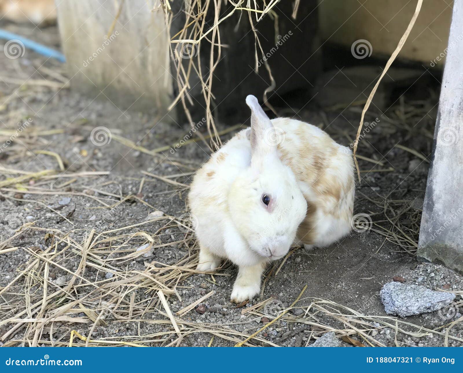 Rabbit in the farm stock image. Image of white, rabbit - 188047321