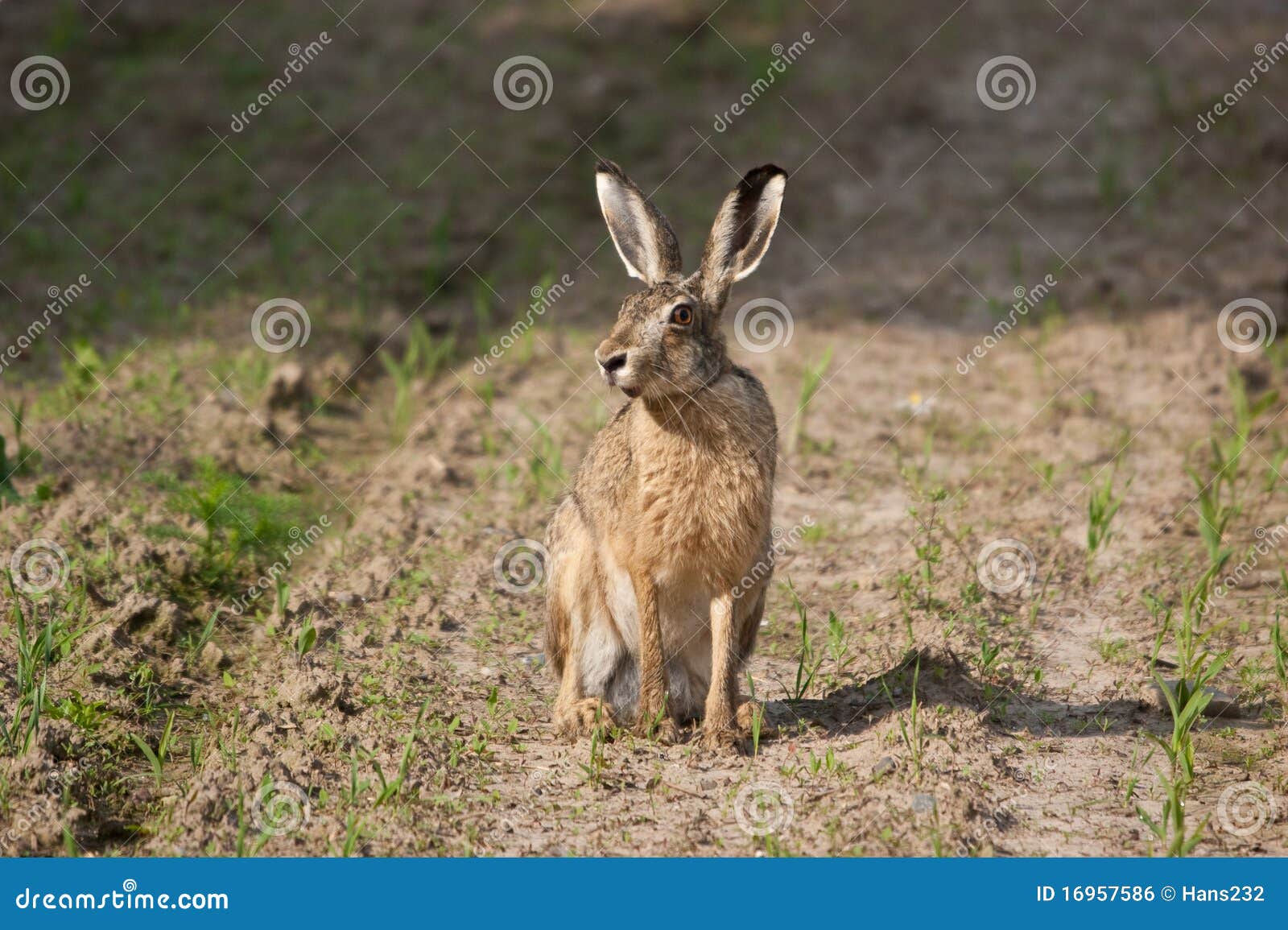 Rabbit in the field stock photo. Image of field, hunting - 16957586