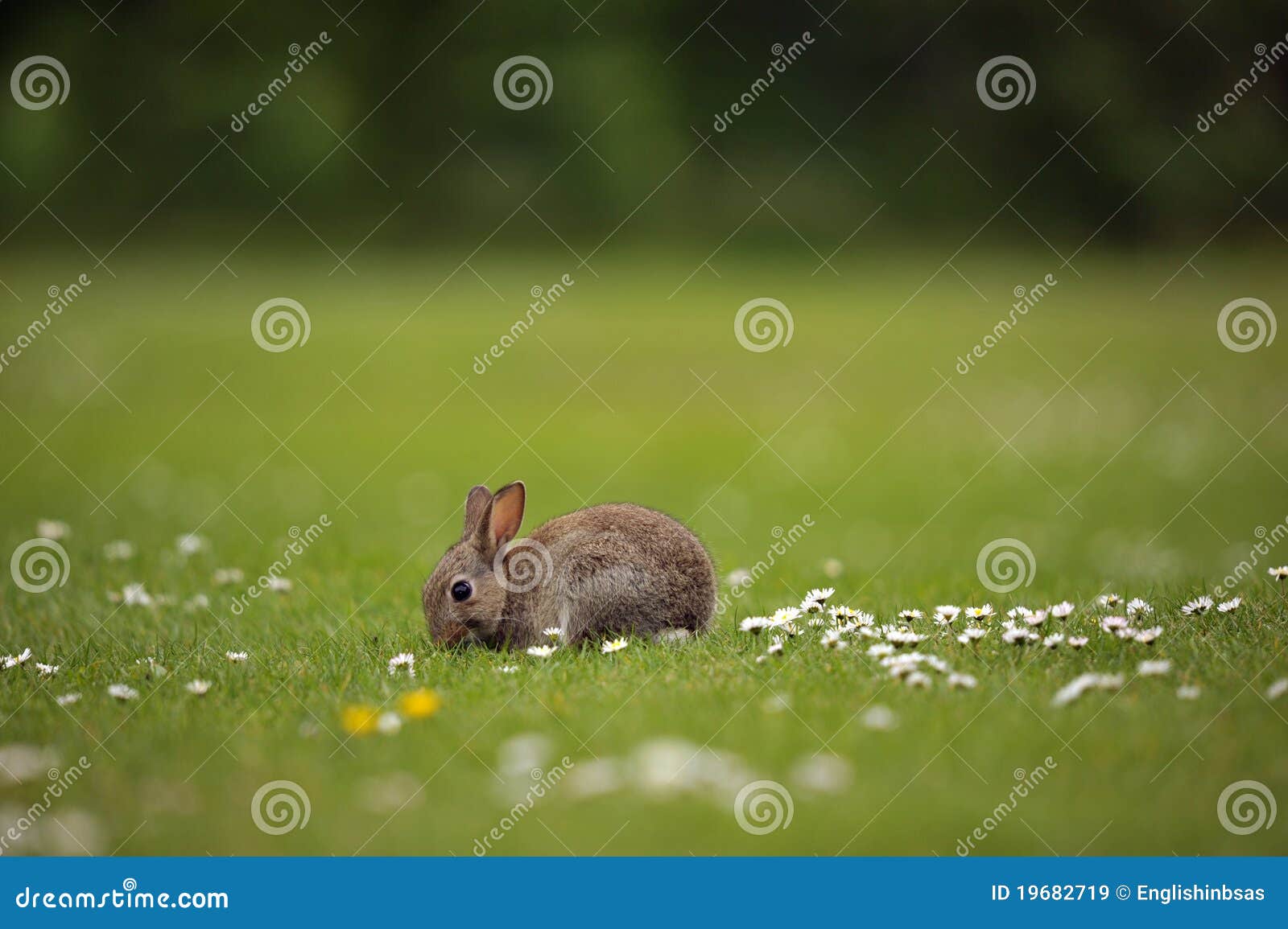 Rabbit in a field stock image. Image of baby, easter - 19682719
