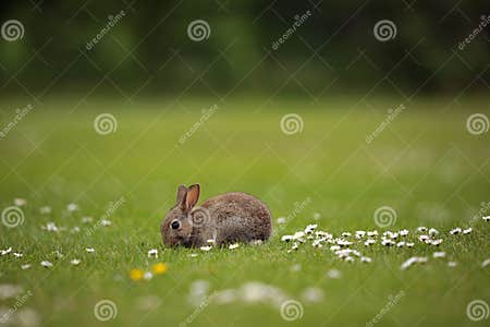 Rabbit in a field stock image. Image of baby, easter - 19682719