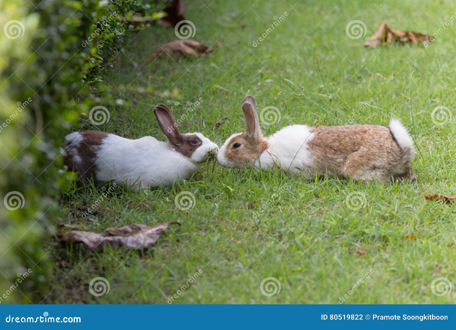 Rabbit on field stock photo. Image of grass, meadow, green - 80519822