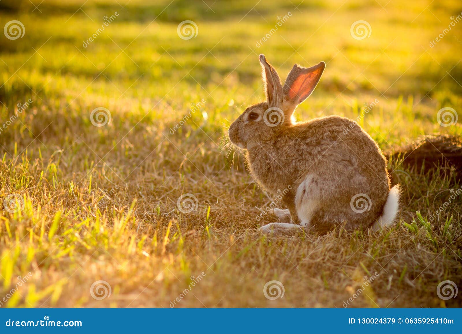 Rabbit in the field stock image. Image of grey, beautiful - 130024379