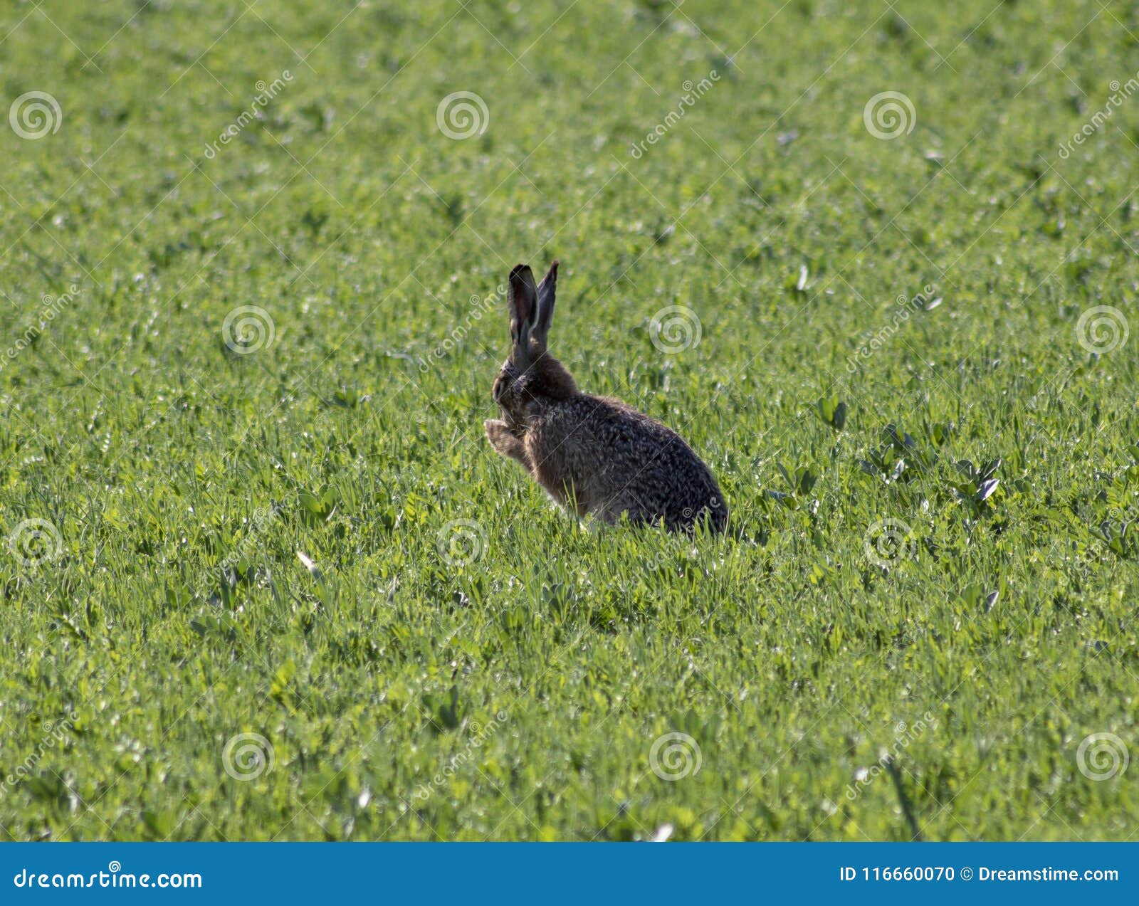 Rabbit on a field stock photo. Image of animal, spring - 116660070