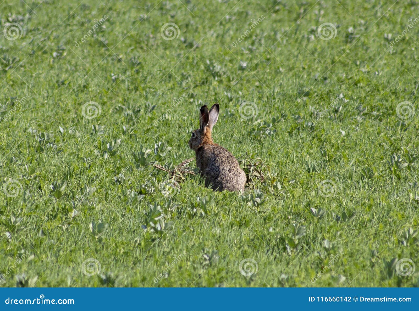 Rabbit on a field stock photo. Image of animal, wildlife - 116660142