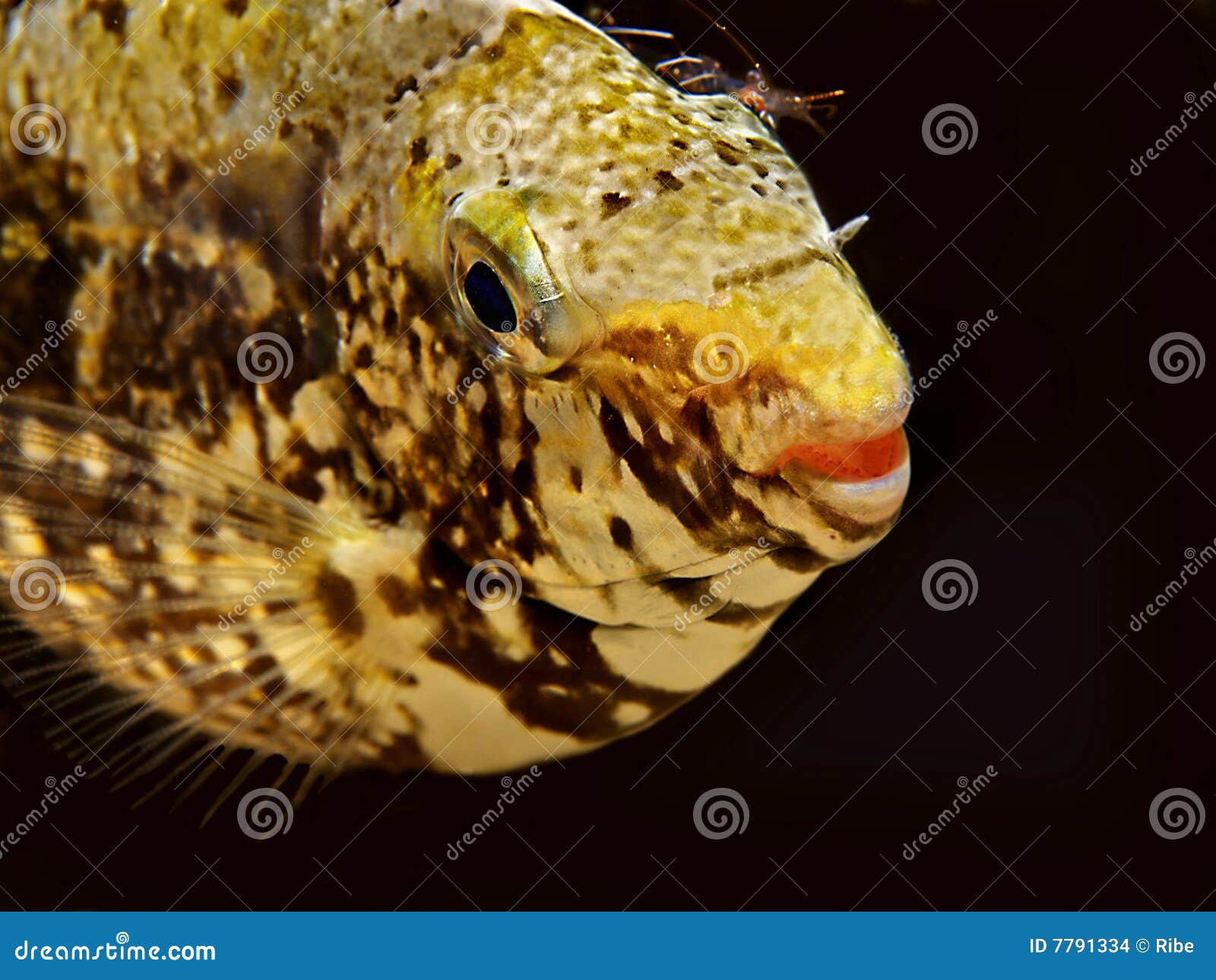 Rabbit-Fish stock photo. Image of stone, underwater, mediterranean ...