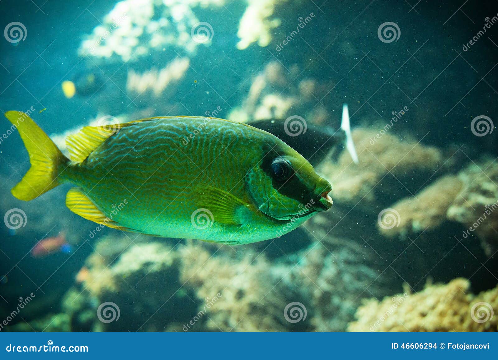 Rabbit fish stock photo. Image of blue, water, animal - 46606294