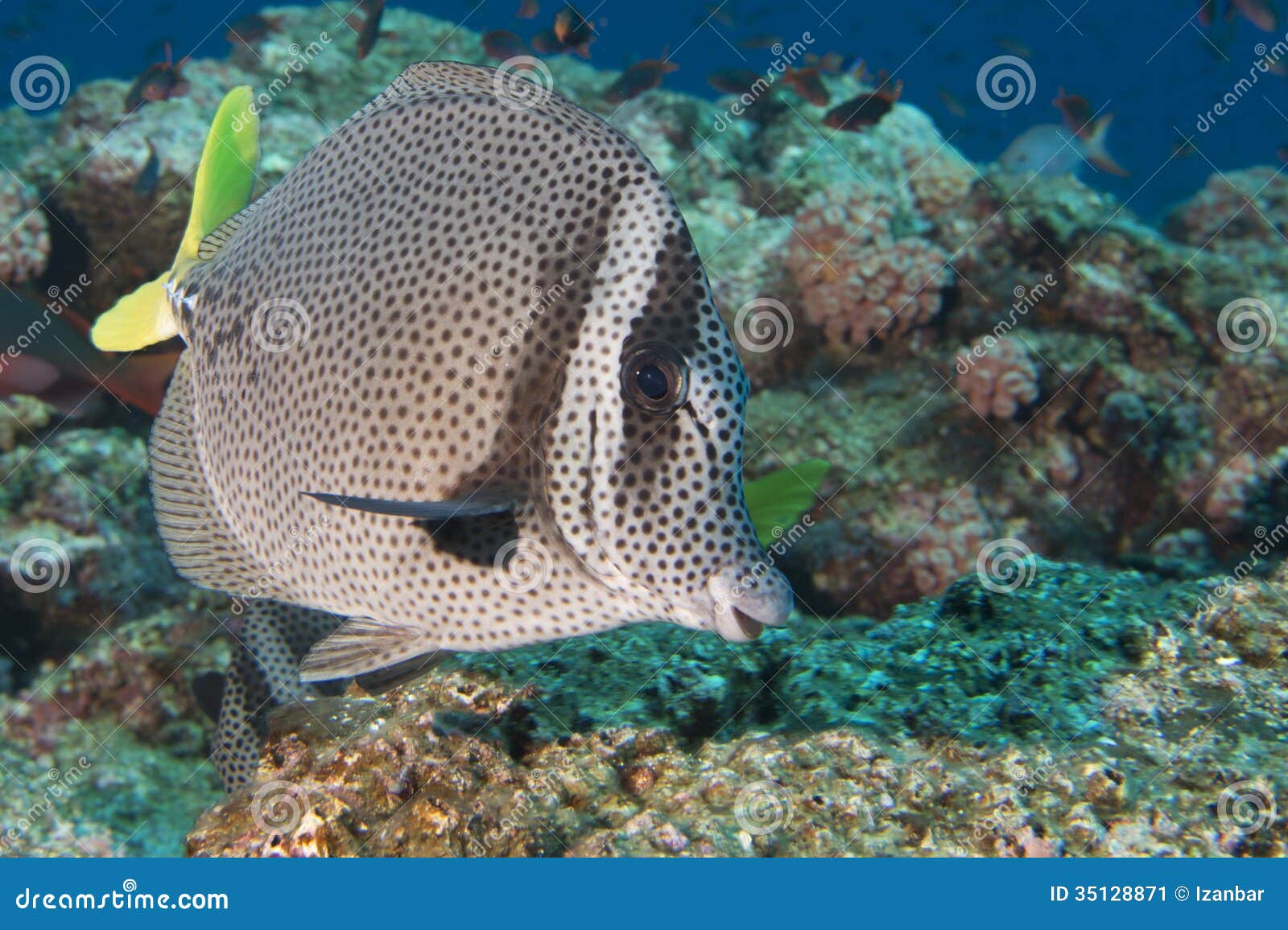 Rabbit Fish stock image. Image of corallinus, black, siganus - 35128871