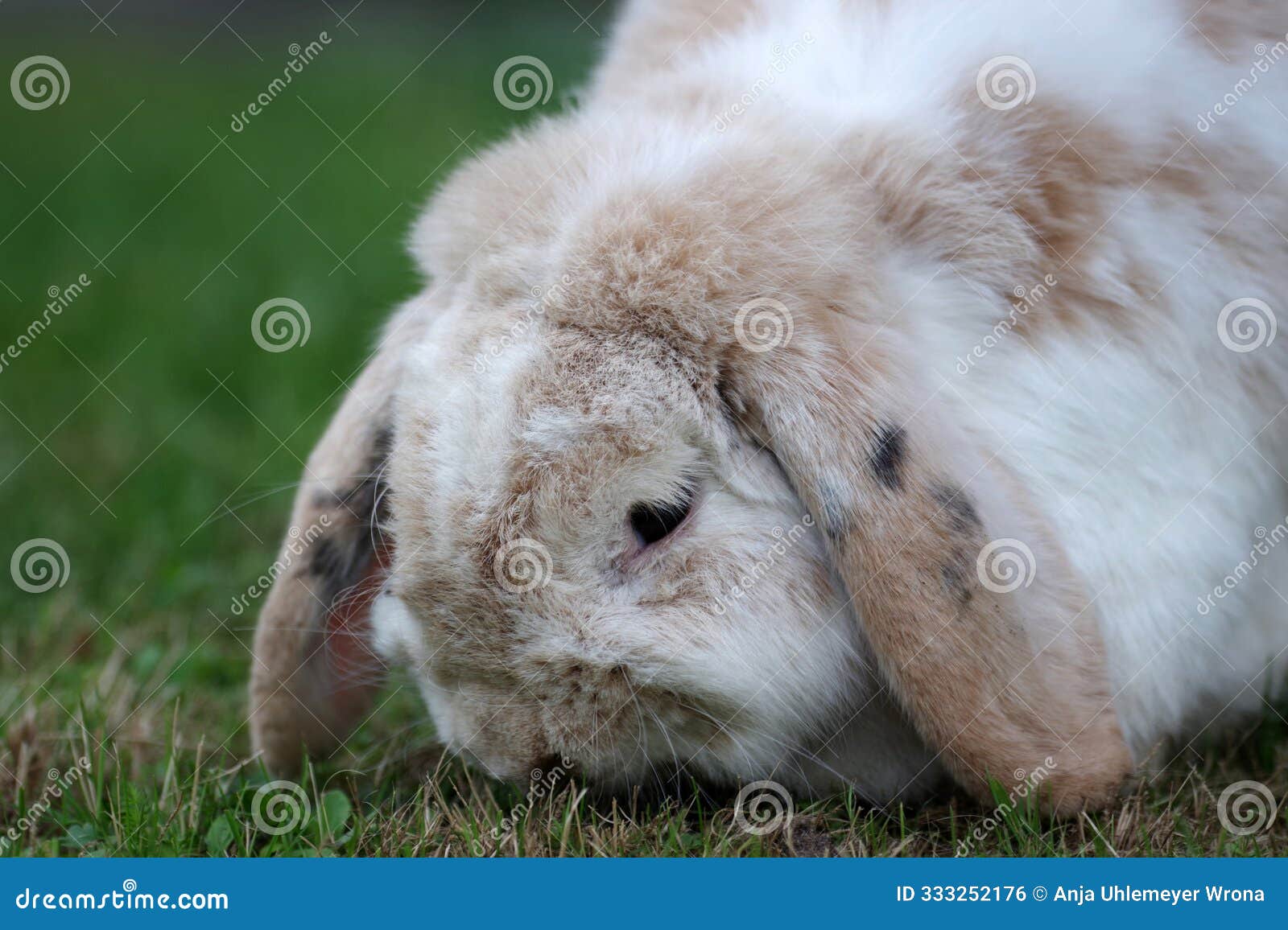 Rabbit with floppy ears stock photo. Image of rabbit - 333252176