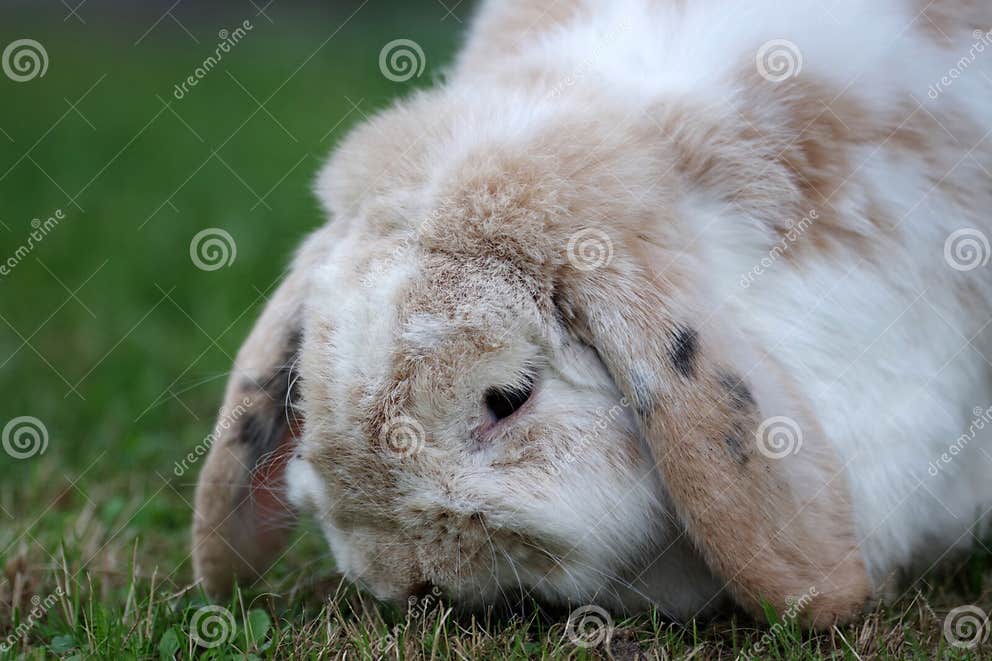 Rabbit with floppy ears stock photo. Image of rabbit - 333252176