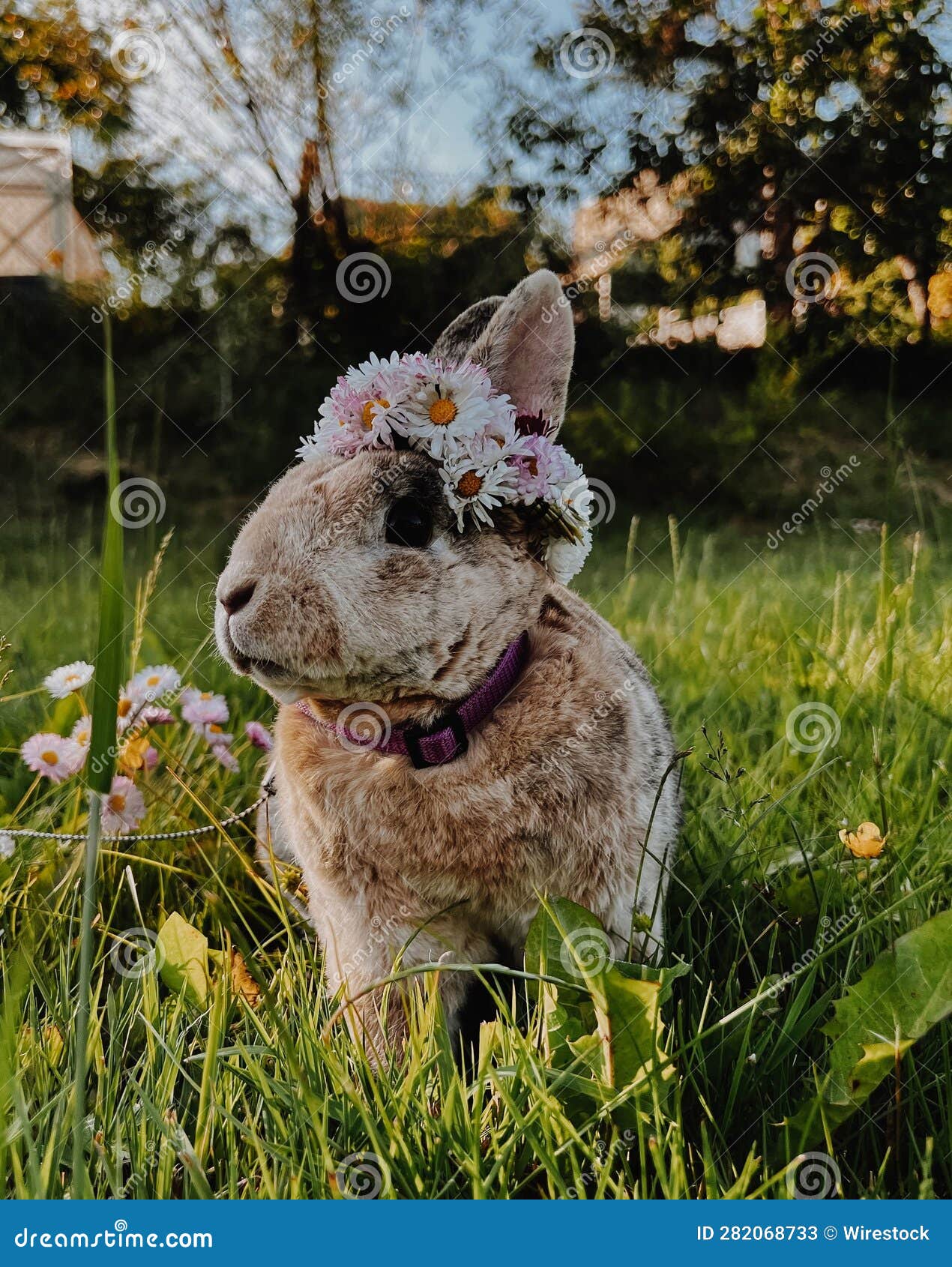 Rabbit at midsummer fest stock image. Image of cute - 282068733