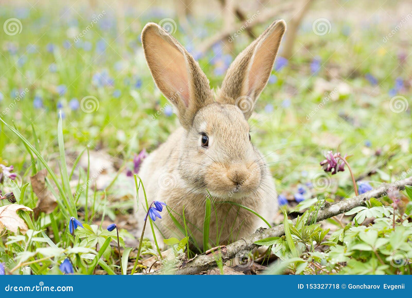 Rabbit on a Flower Meadow. Wild Hare in the Meadow Close Up Stock Photo ...