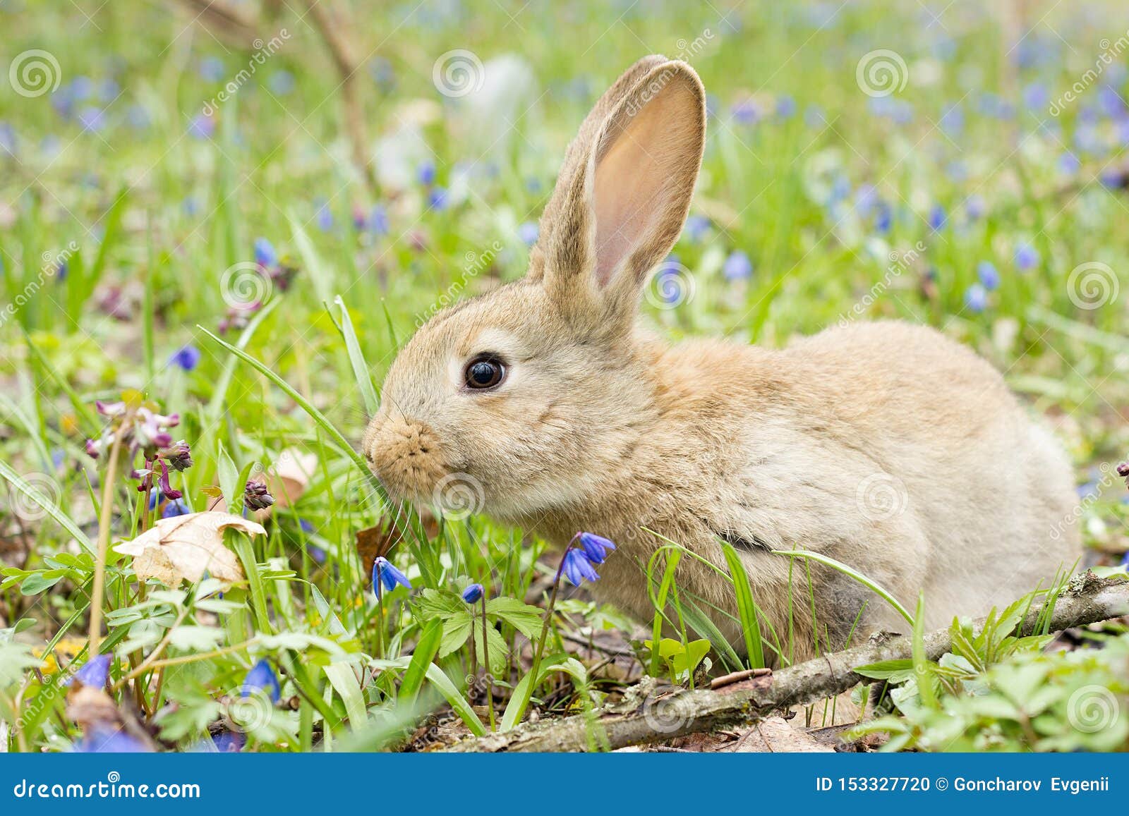 Rabbit on a Flower Meadow. Wild Hare in the Meadow Close Up Stock Photo ...