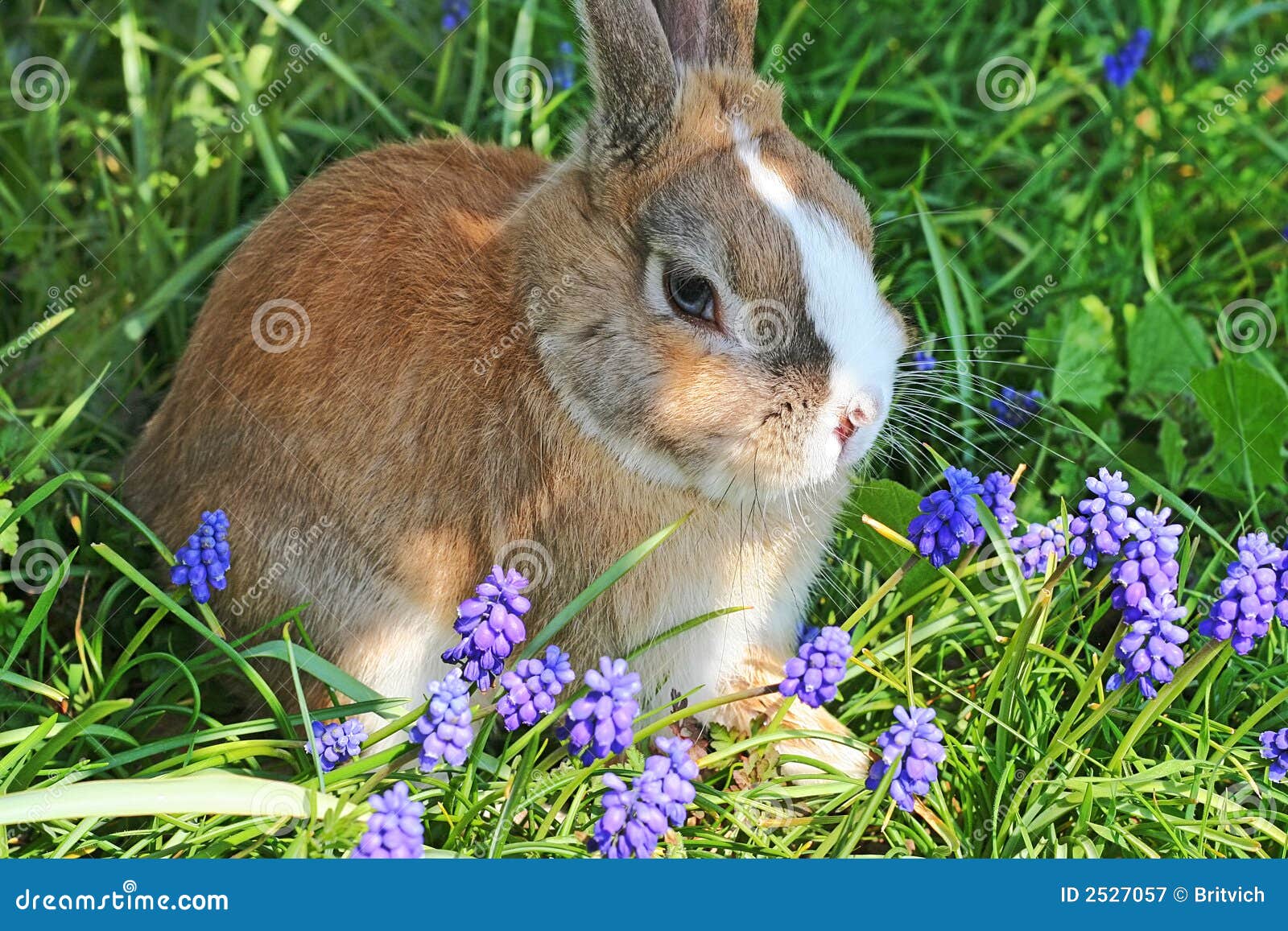 Rabbit in flowers stock image. Image of face, beautiful - 2527057