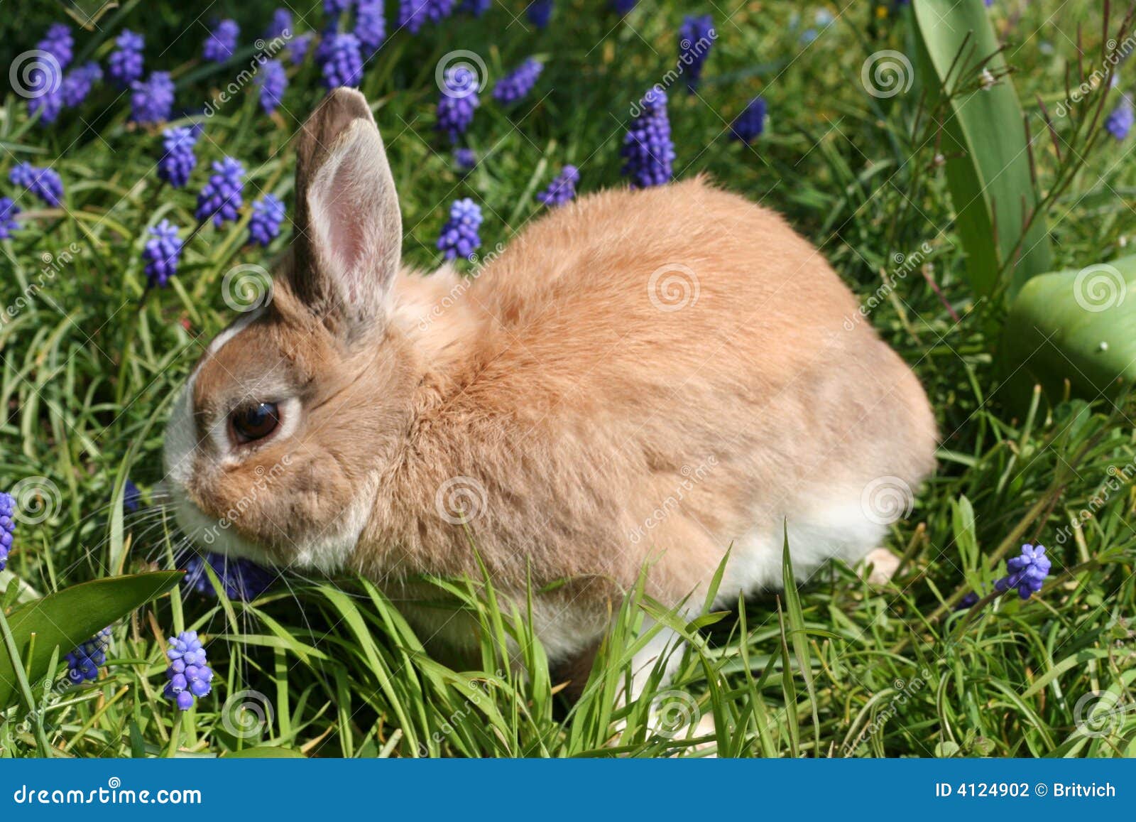 Rabbit in flowers stock photo. Image of green, spring - 4124902