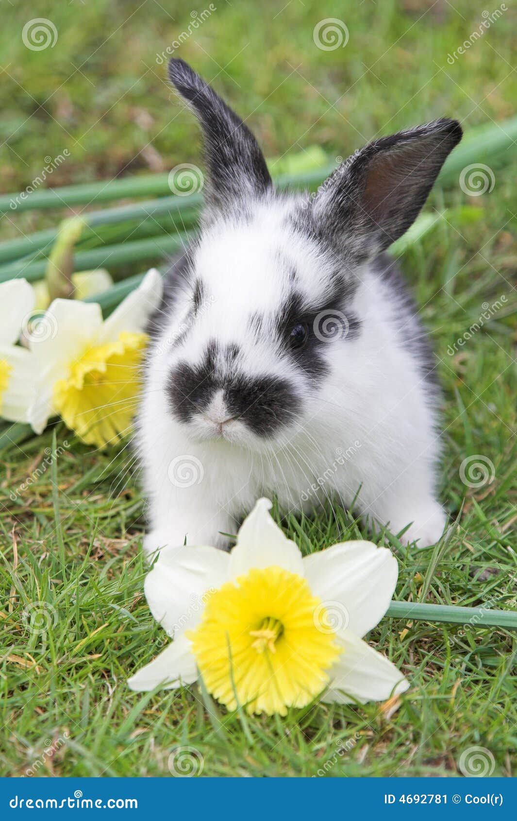 3,119 Cute Green Rabbit Pattern Stock Photos - Free & Royalty-Free ...