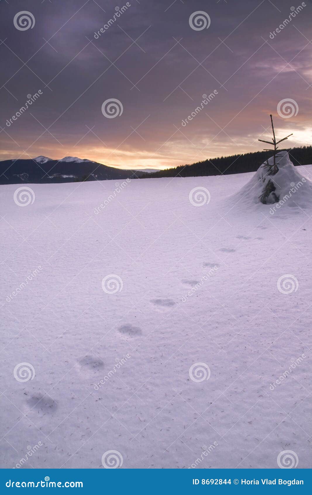 Rabbit foot-prints in snow stock photo. Image of peak - 8692844