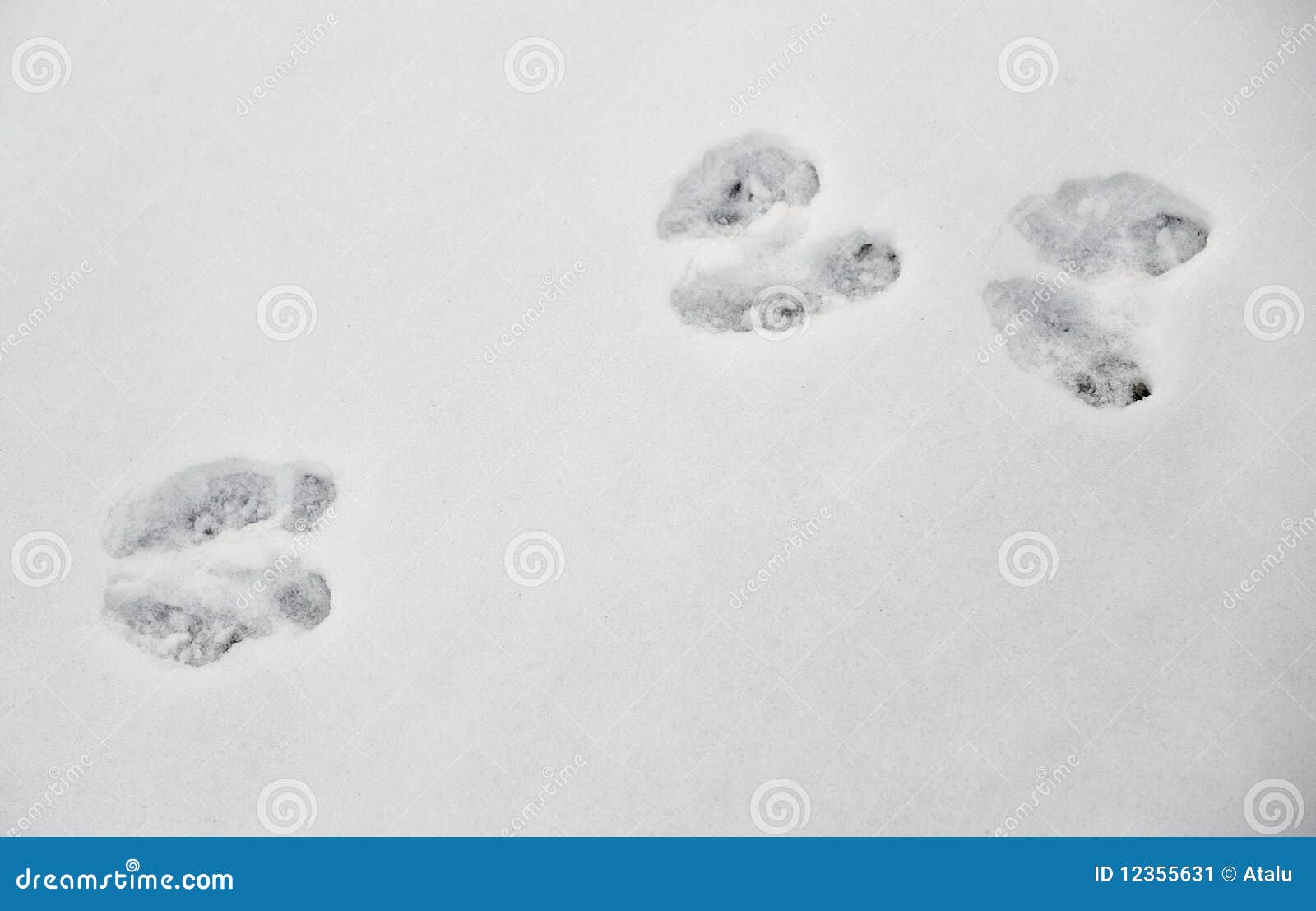 Rabbit Footprint stock image. Image of foot, print, rabbit - 12355631