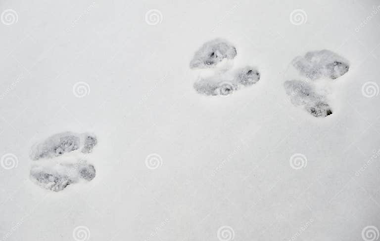 Rabbit Footprint stock image. Image of foot, print, rabbit - 12355631