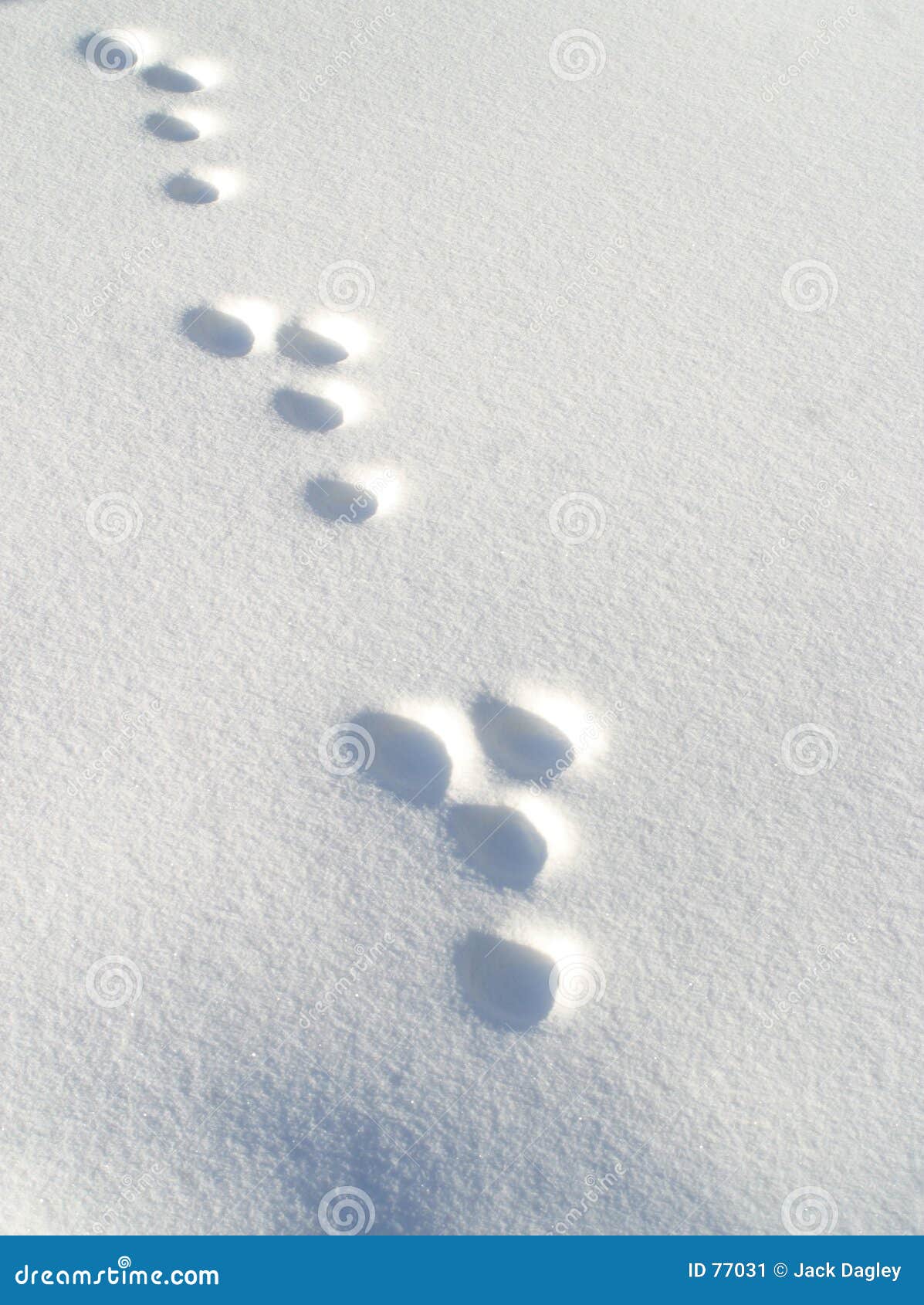 Rabbit footprints in snow stock image. Image of chilly, pattern - 77031