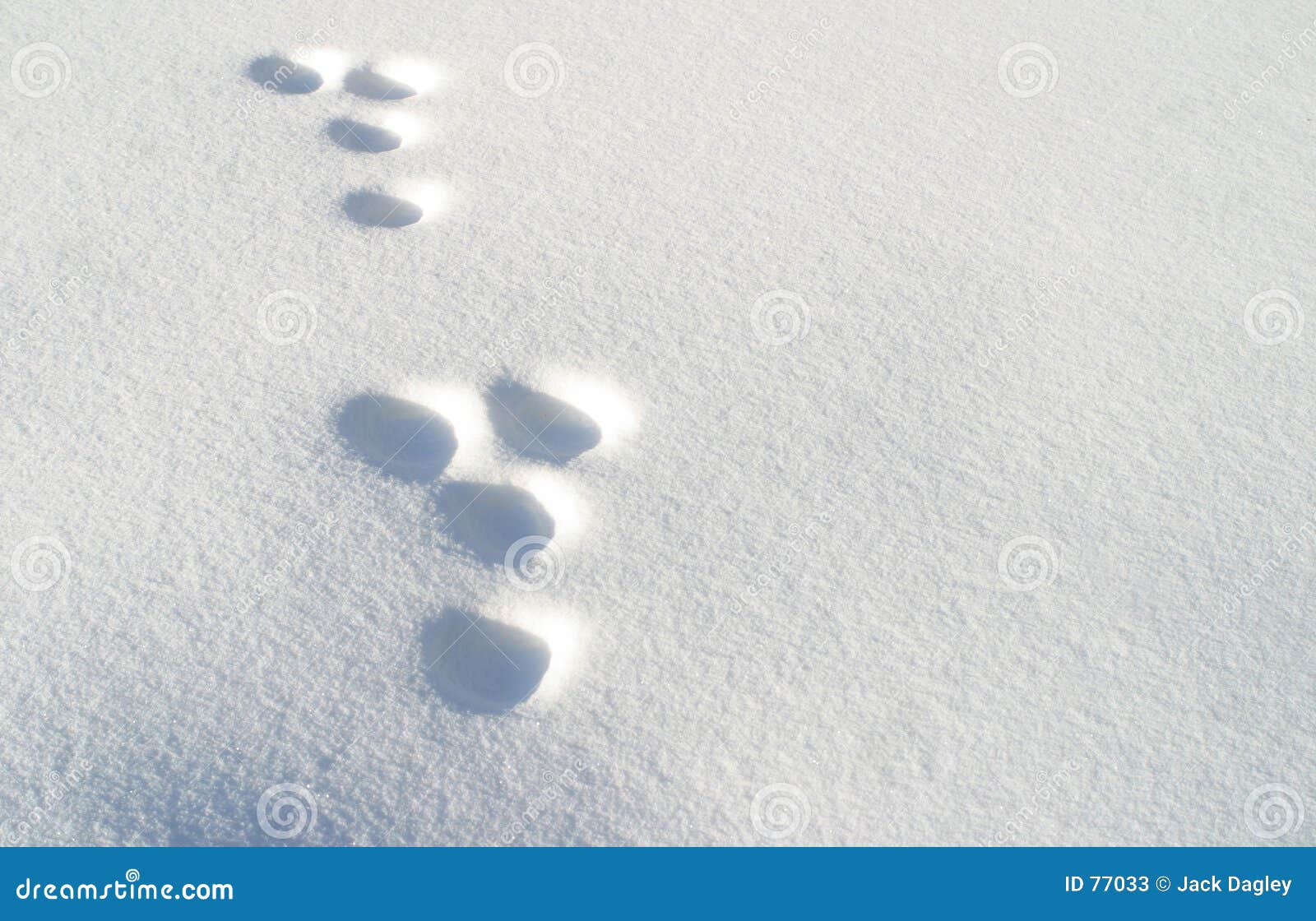 Rabbit footprints in snow stock image. Image of cold, nature - 77033