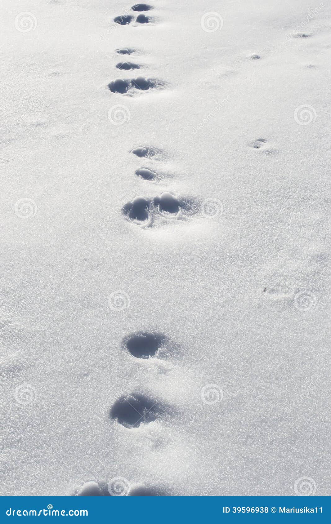 Rabbit footprints in snow stock photo. Image of rabbit - 39596938