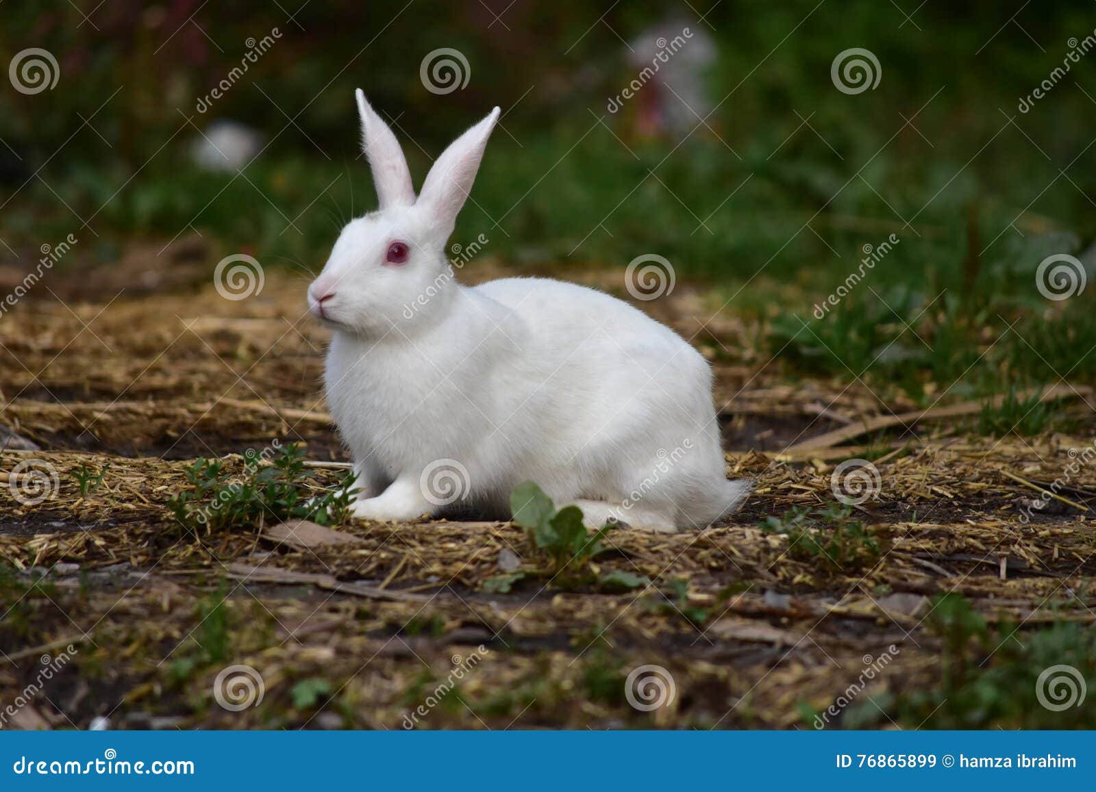 Rabbit stock image. Image of hungry, rabbit, forest, calm - 76865899
