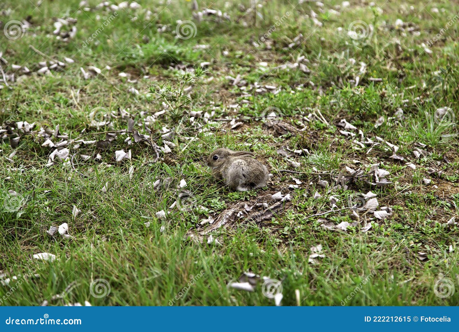 Rabbit in forest stock image. Image of adorable, hunt - 222212615