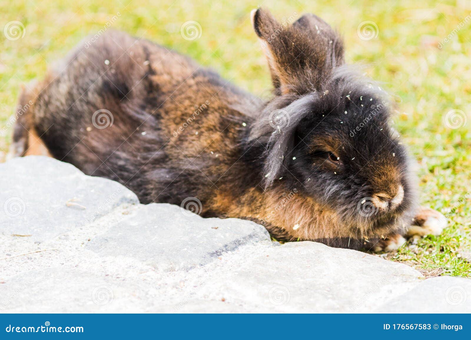 Rabbit on Freedom in the Meadow Stock Image - Image of conservation ...