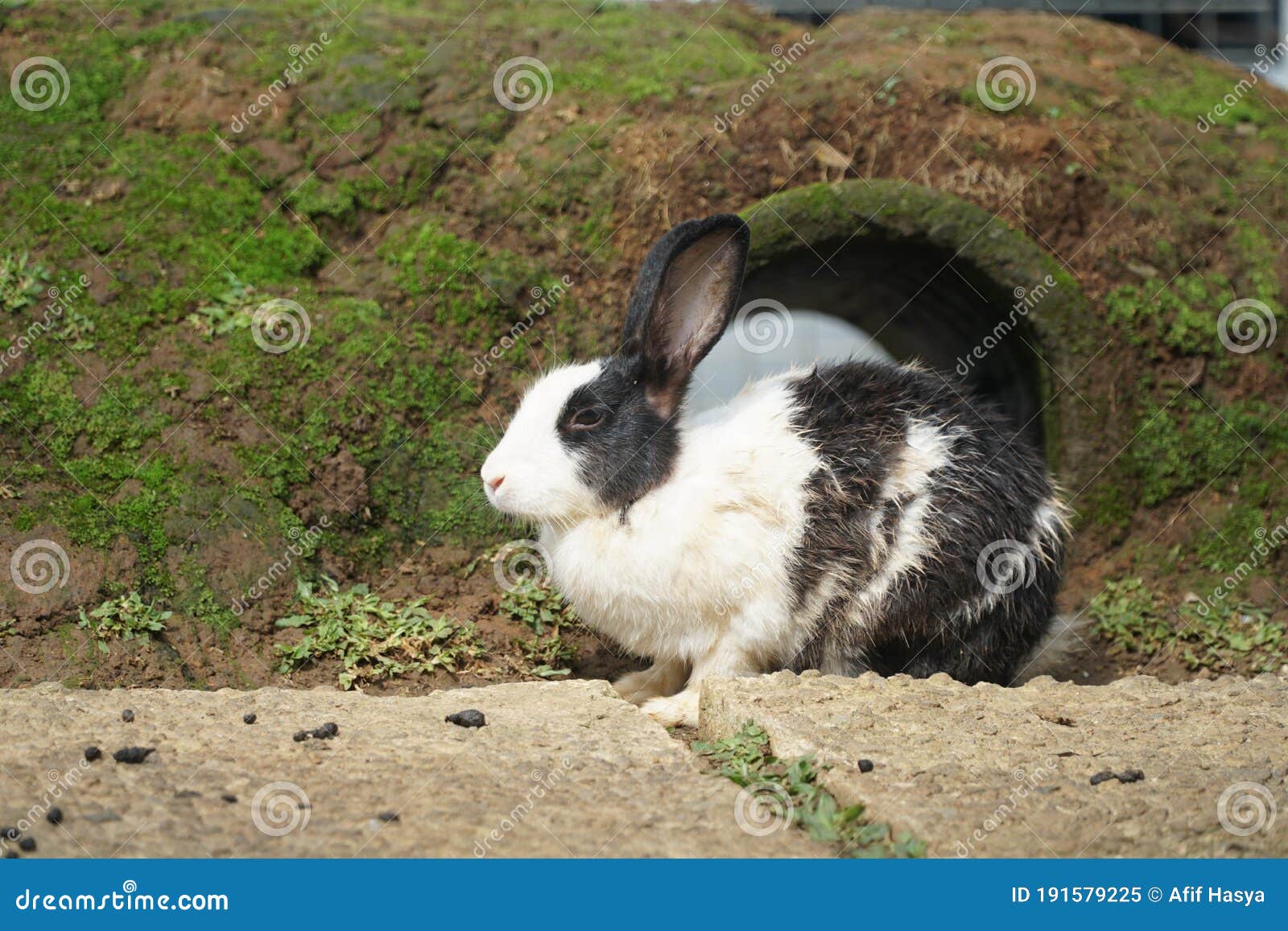 Rabbit in Front of Rabbit Hole Stock Image - Image of hare, young ...
