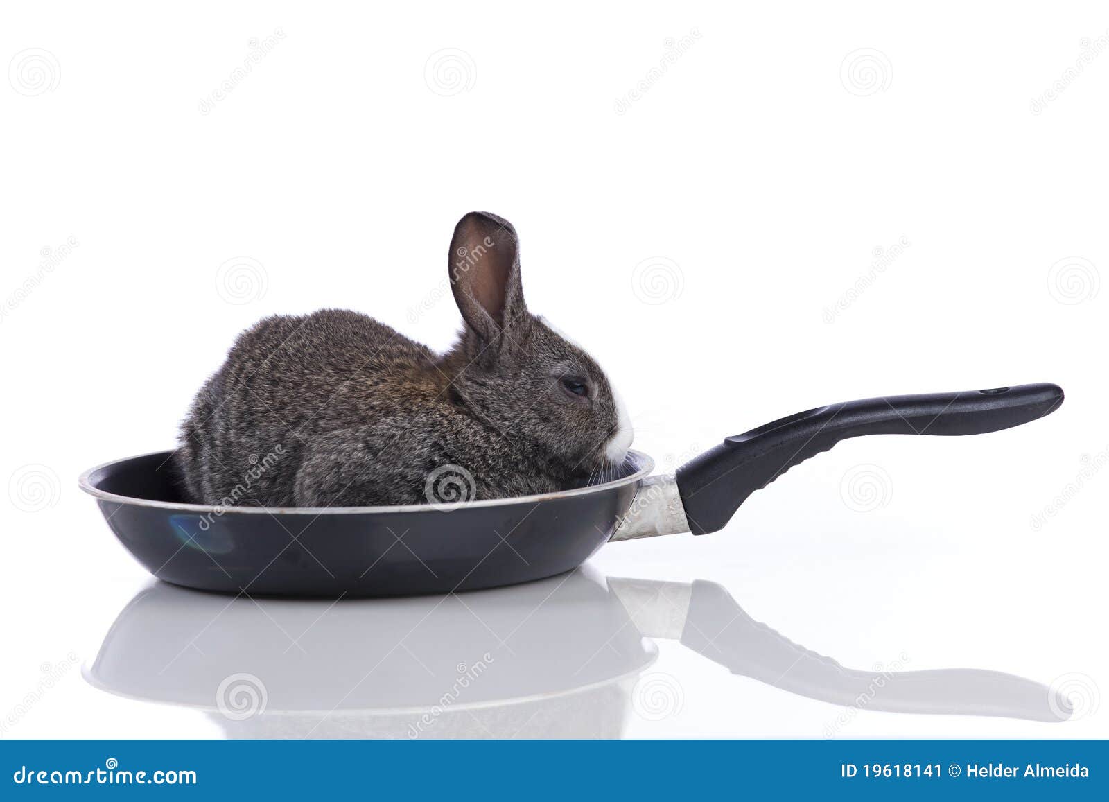 Rabbit in a frying pan stock image. Image of furry, bowl - 19618141