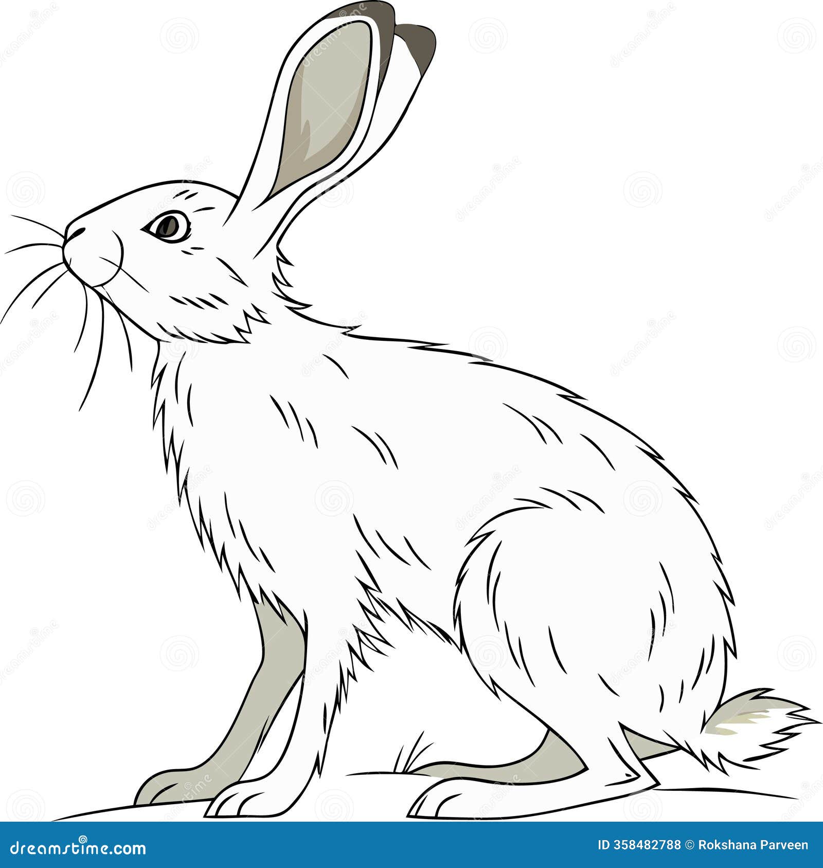 Rabbit , Full Body Realistic Image, White Background Stock Illustration ...