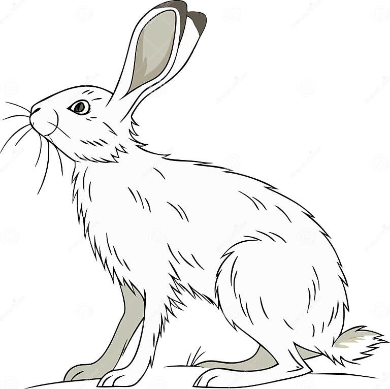 Rabbit , Full Body Realistic Image, White Background Stock Illustration ...