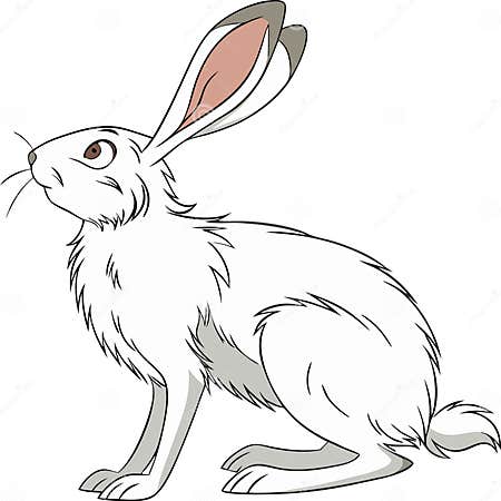 Rabbit , Full Body Realistic Image, White Background Stock Illustration ...