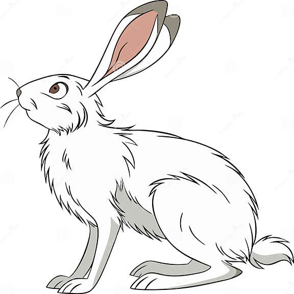 Rabbit , Full Body Realistic Image, White Background Stock Illustration ...
