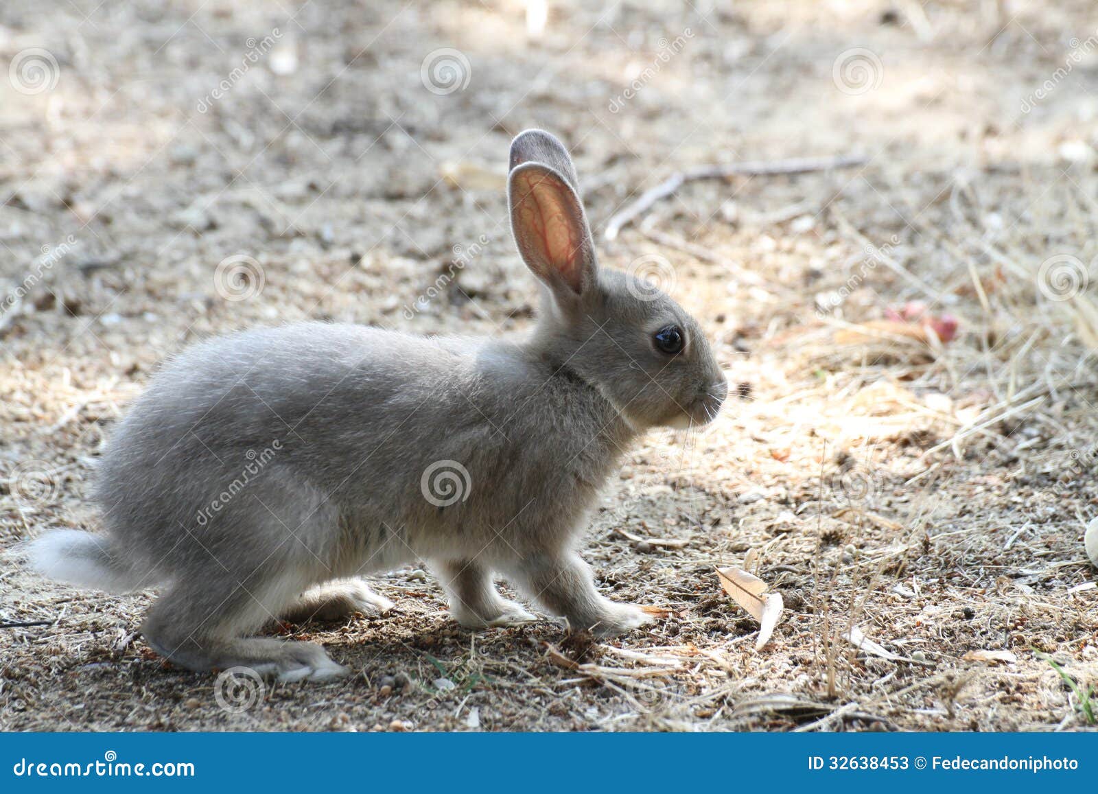 Rabbit with Fur Around the Beach Looking for Food Stock Image - Image ...